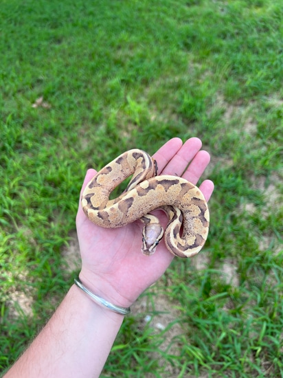 Vanilla Cream Ball Python by Modern Reptile Shop