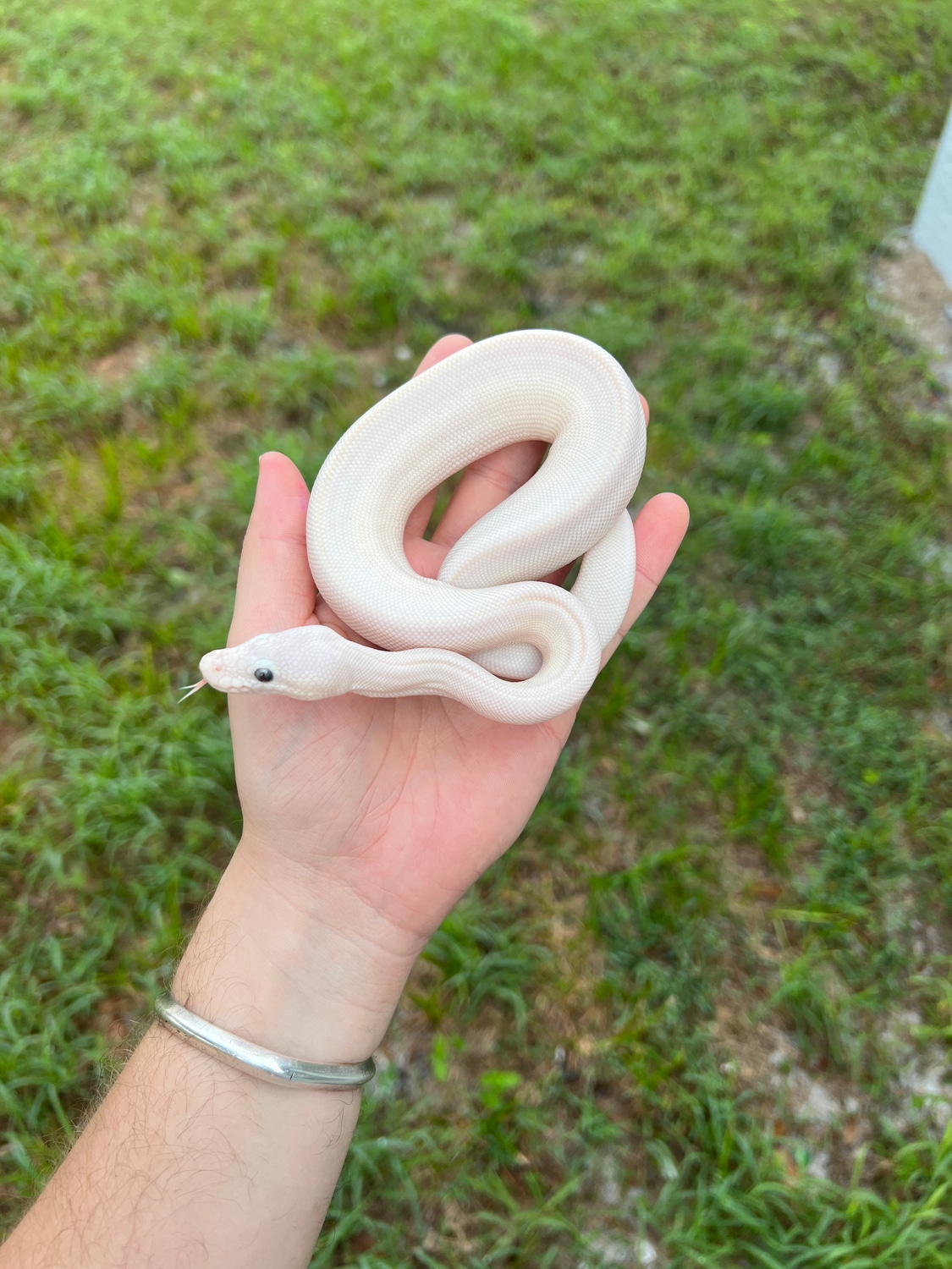 Blue Eyed Lucy Ball Python by Modern Reptile Shop - MorphMarket