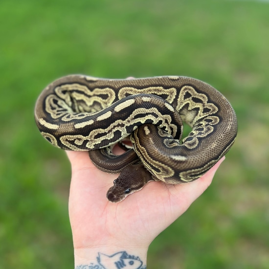 *Free Shipping* Gargoyle Ball Python by Modern Reptile Shop