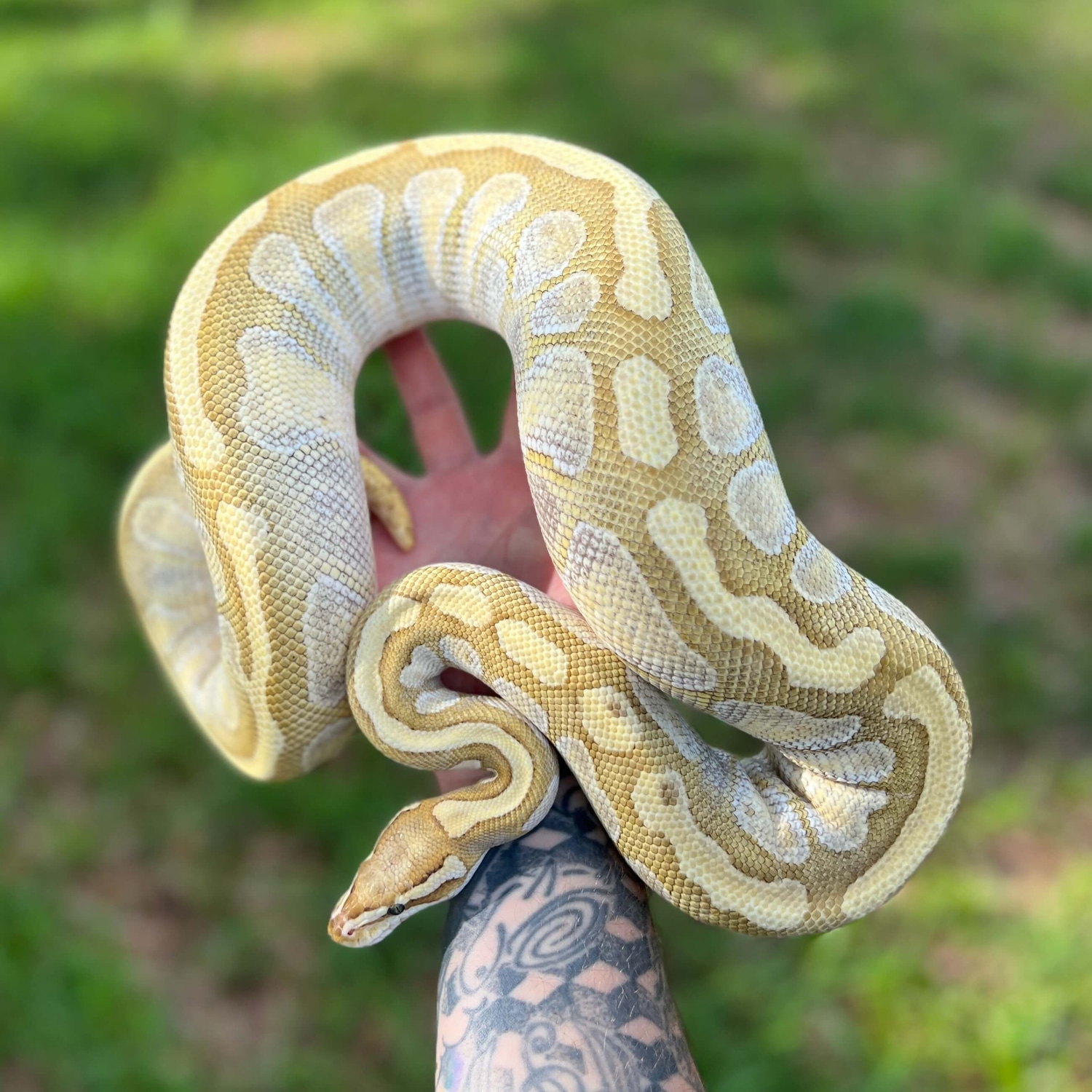 *Free Shipping* Vanilla Lesser Enchi Pos YB Ball Python by Modern ...