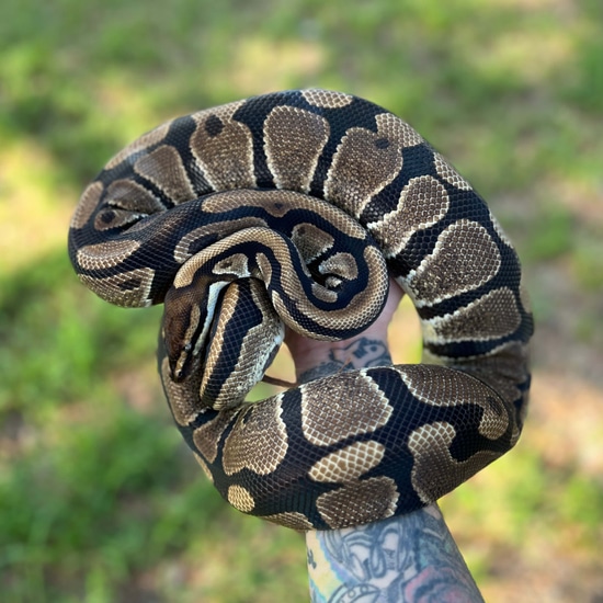 Double Het Albino Pied Ball Python by Modern Reptile Shop