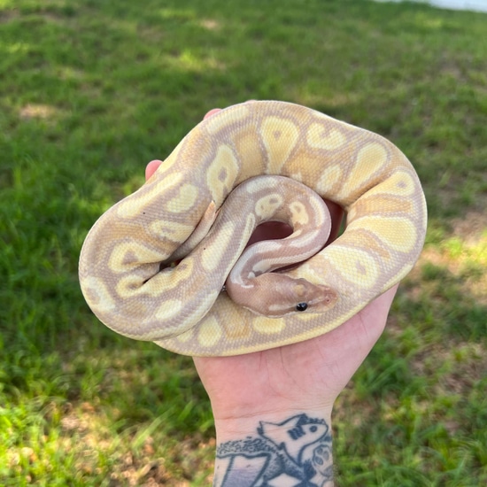 Banana Blackhead Orange Dream Het Pied Ball Python by Modern Reptile Shop