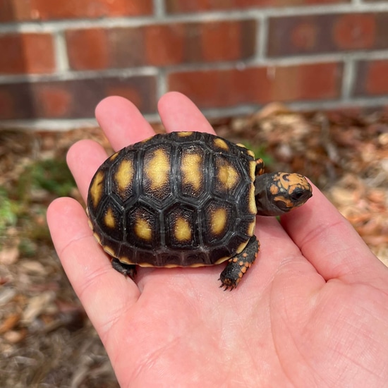 *Free Shipping* Red Foot Tortoise Baby Red-Footed Tortoise by Modern ...