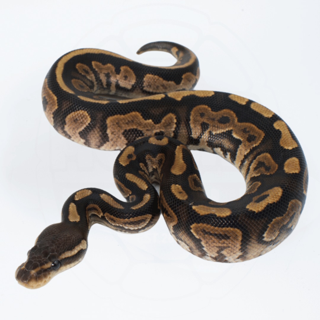 Cinnamon Het Pied Pos Het Ultramel Ball Python by Modern Reptile Shop ...