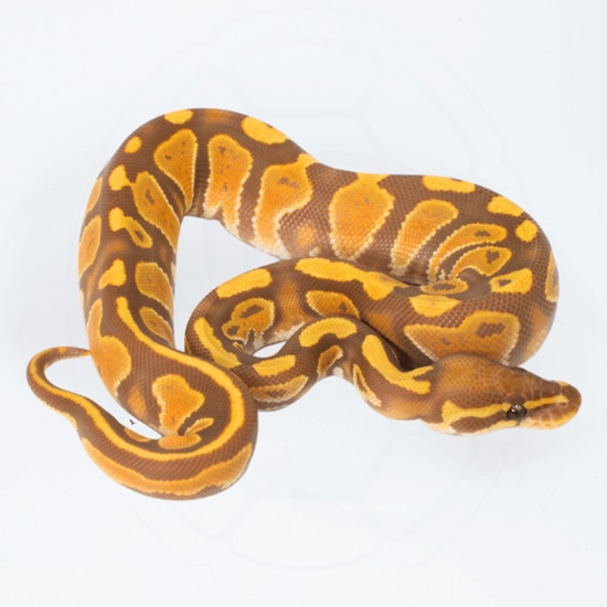 Ultramel Het Pied Ball Python by Modern Reptile Shop