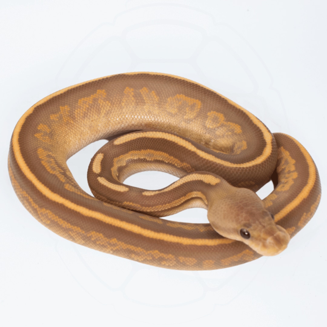 Mahogany Cinnamon Ultramel Het Pied Ball Python by Modern Reptile Shop ...