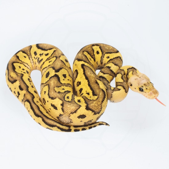 GHI Fire/Vanilla Pastel Clown Ball Python by Modern Reptile Shop