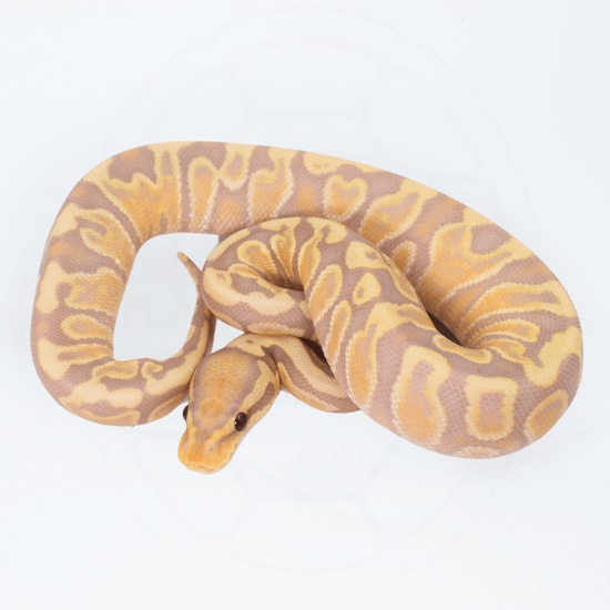Banana GHI Fire/Vanilla Ball Python by Modern Reptile Shop