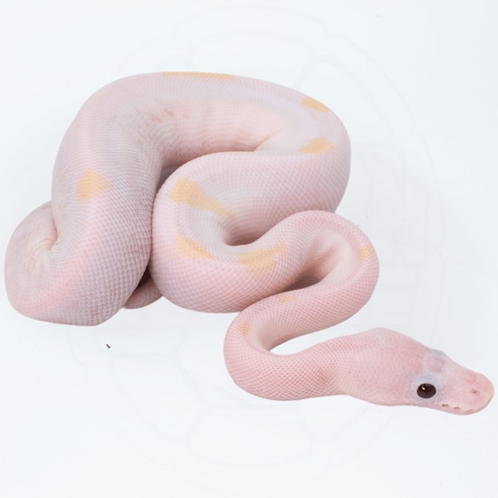 Super Fire (Black Eye Lucy) Ball Python by Modern Reptile Shop