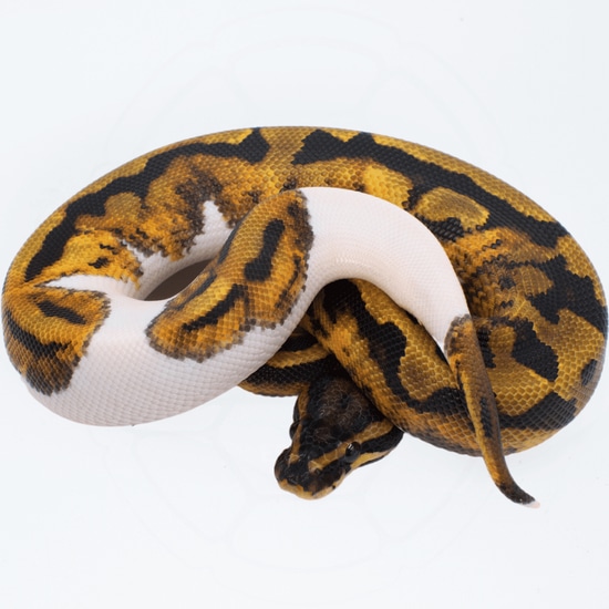 Pied Pos Het Desert Ghost Pos Het TSK Axanthic Ball Python by Modern Reptile Shop