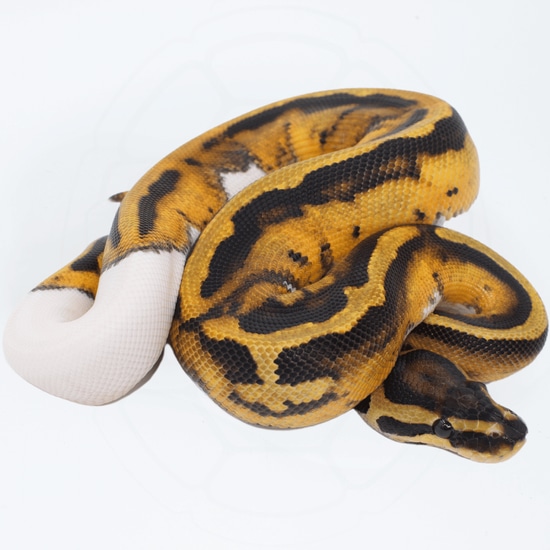 Pied Pos Het Desert Ghost Pos Het TSK Axanthic Ball Python by Modern ...