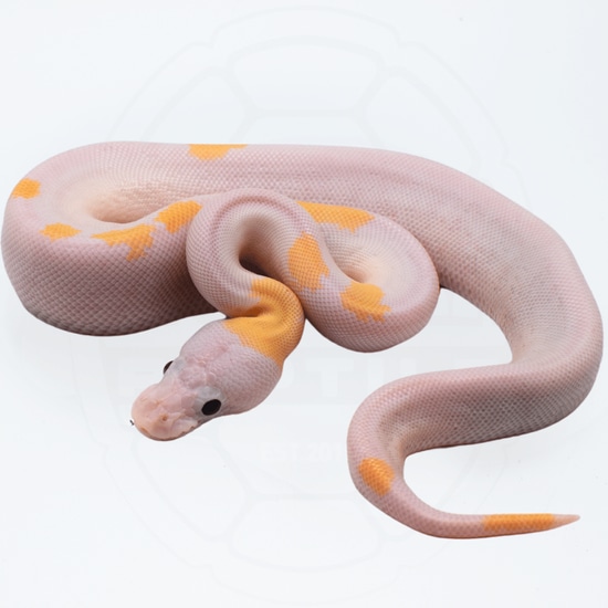 Super Fire Ball Python by Modern Reptile Shop
