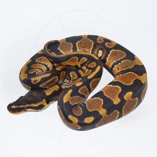 Het Candy PH Pied Ball Python by Modern Reptile Shop