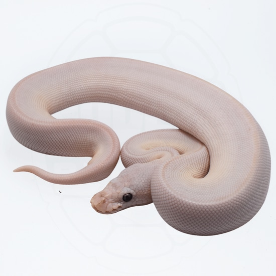 Blue Eyed Lucy Ball Python by Modern Reptile Shop