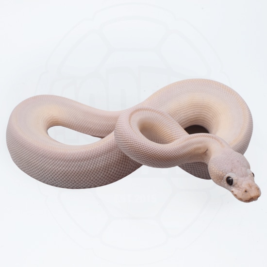 Blue Eyed Lucy Ball Python by Modern Reptile Shop