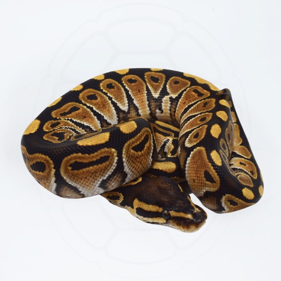 Russo Ball Python by Modern Reptile Shop
