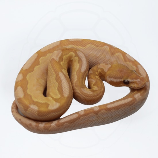 Bamboo Ultramel Het Pied Ball Python by Modern Reptile Shop