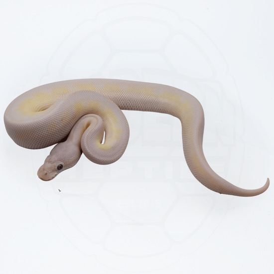 Blue Eyed Lucy Ball Python by Modern Reptile Shop