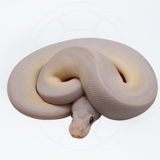 Blue Eyed Lucy Ball Python by Modern Reptile Shop
