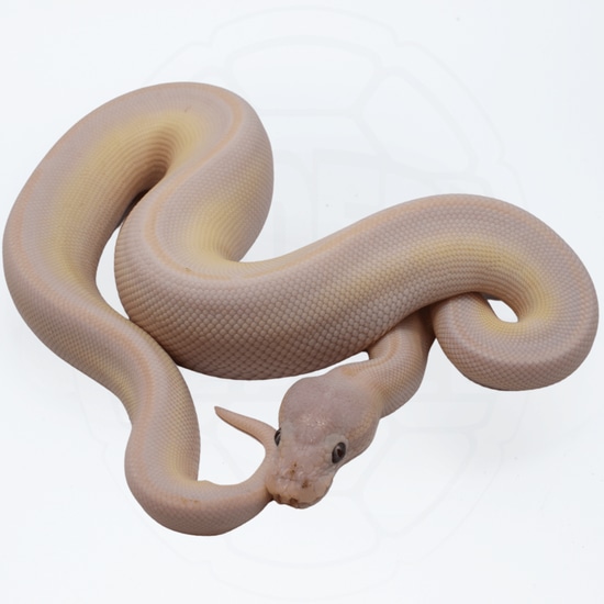Blue Eyed Lucy Ball Python by Modern Reptile Shop