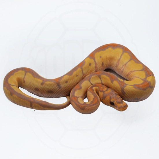 Banana Fire Clown Ball Python by Modern Reptile Shop