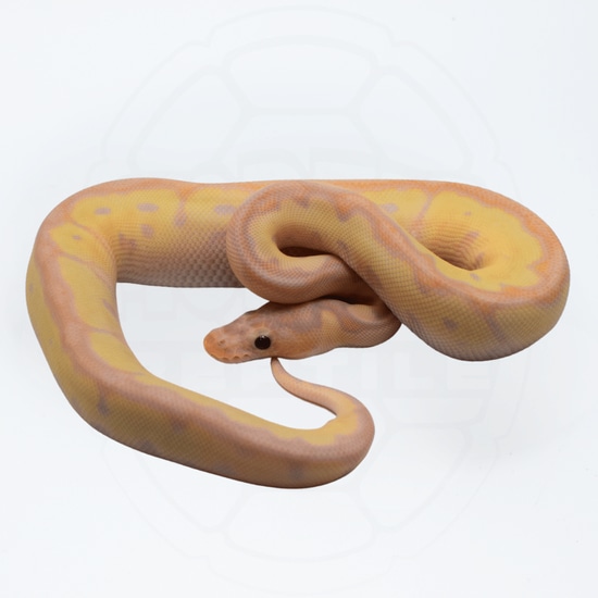 Super Banana Clown Ball Python by Modern Reptile Shop