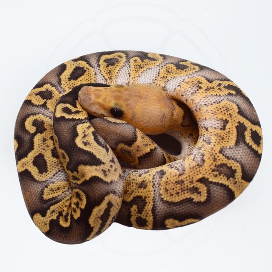 GHI Vanilla Or Fire Clown Ball Python by Modern Reptile Shop