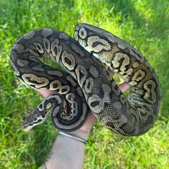 Spotnose Pewter Het Clown Ball Python by Modern Reptile Shop