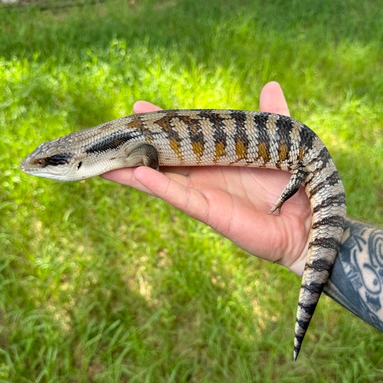 NSW Eye Banded Eastern Blue Tongue Skink Eastern Blue-Tongued Skink by ...