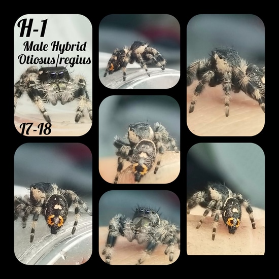 Male Hybrid Otiosus/regal Jumping Spider by Hayley's Jumpers