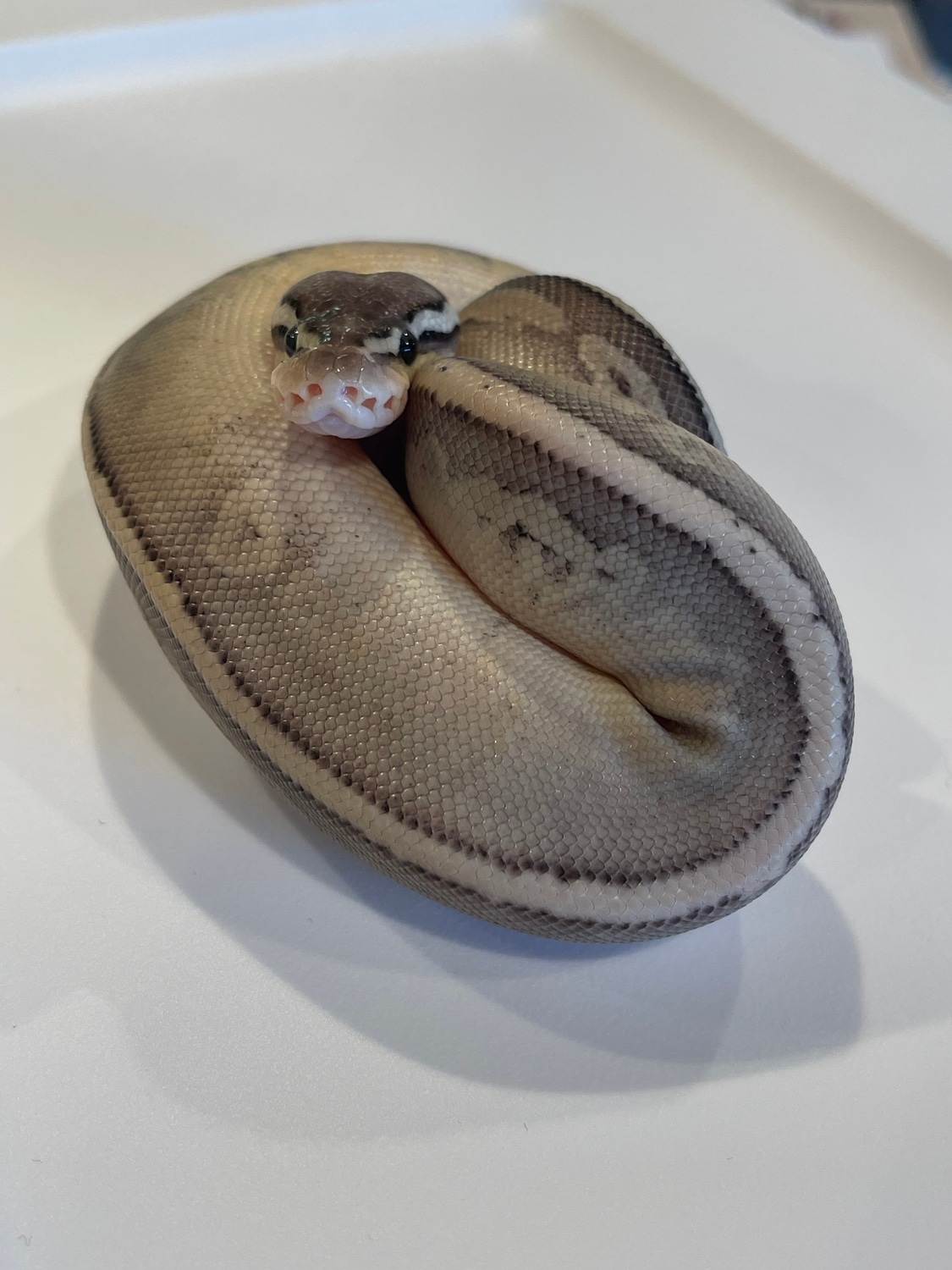 Sterling Mojave Het. Pied Ball Python by Raines Critter Patch - MorphMarket