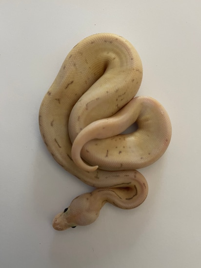 Killer Fire Spinner Het. Pied Ball Python by Raines Critter Patch
