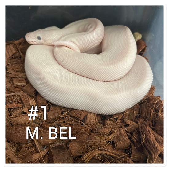 Blue-Eyed Lucy Ball Python by Raines Critter Patch