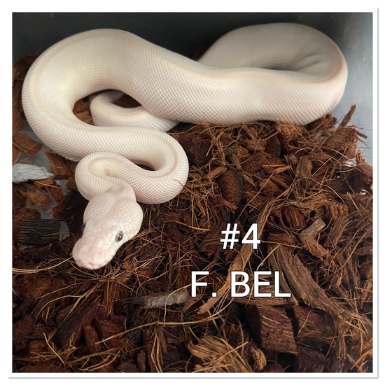 Blue-Eyed Lucy Ball Python by Raines Critter Patch