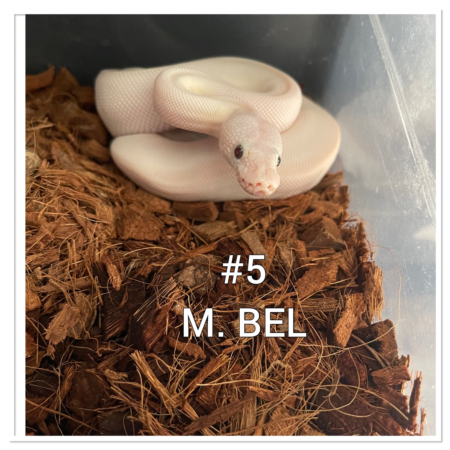 Blue-Eyed Lucy Ball Python by Raines Critter Patch - MorphMarket