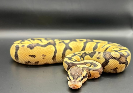 Super Pastel Het. Pied Ball Python by Raines Critter Patch