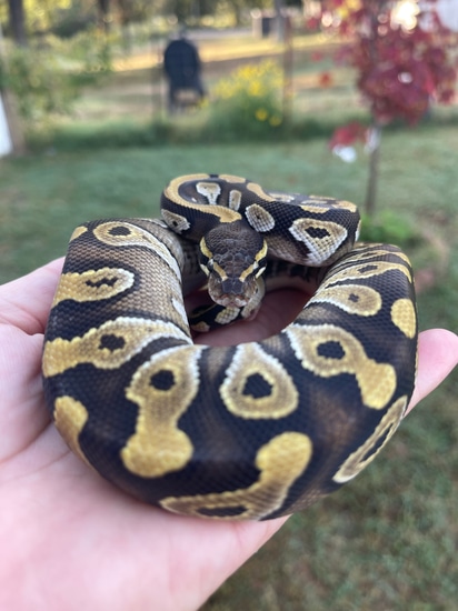 Mojave Ball Python by Raines Critter Patch