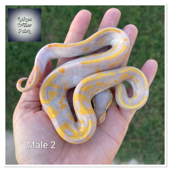 Banana Pied Ball Python by Raines Critter Patch