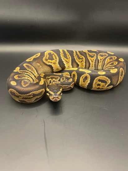 GHI Orange Dream Ball Python by Raines Critter Patch