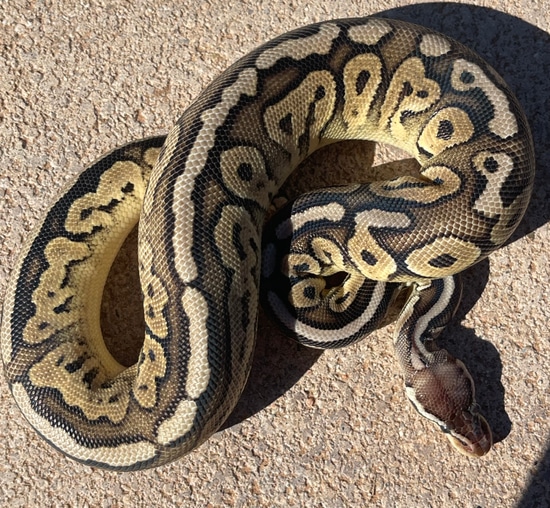 Pastel Cinnamon 100% Het. Pied Ball Python by Raines Critter Patch