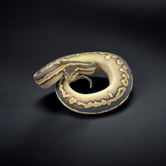 Savannah (Cinnamon Mojave) 100% Het. Pied Ball Python by Raines Critter Patch