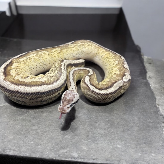 Pastel Superstripe Ball Python by Raines Critter Patch