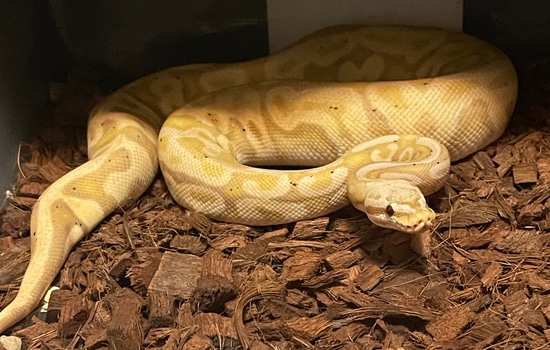 Banana Pastel Leopard Het Clown Ball Python by Raines Critter Patch