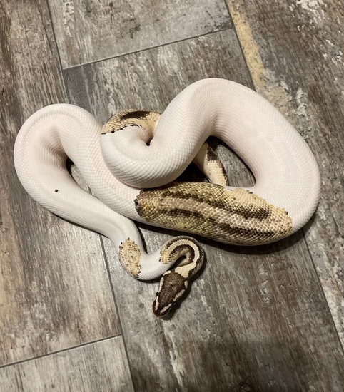 Firefly Pied Ball Python by Raines Critter Patch