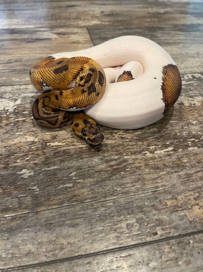 Leopard Clown Pied Ball Python by Raines Critter Patch
