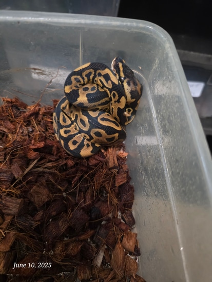 Wesley X Infinity 2 Ball Python by Raines Critter Patch