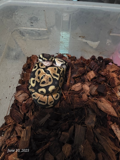 Wesley X Infinity 5 Ball Python by Raines Critter Patch