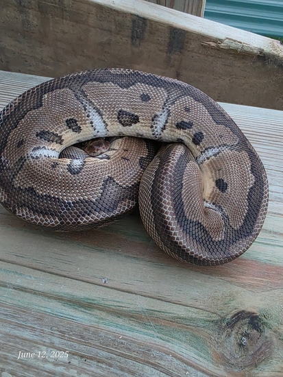 Keyhole Clown Ball Python by Raines Critter Patch