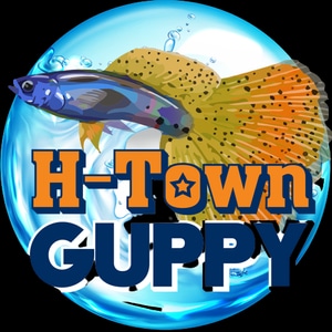 Htown Guppy - MorphMarket