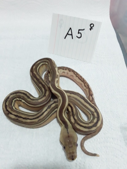 Phantom Suntiger Reticulated Python by LowCountry Retic - MorphMarket